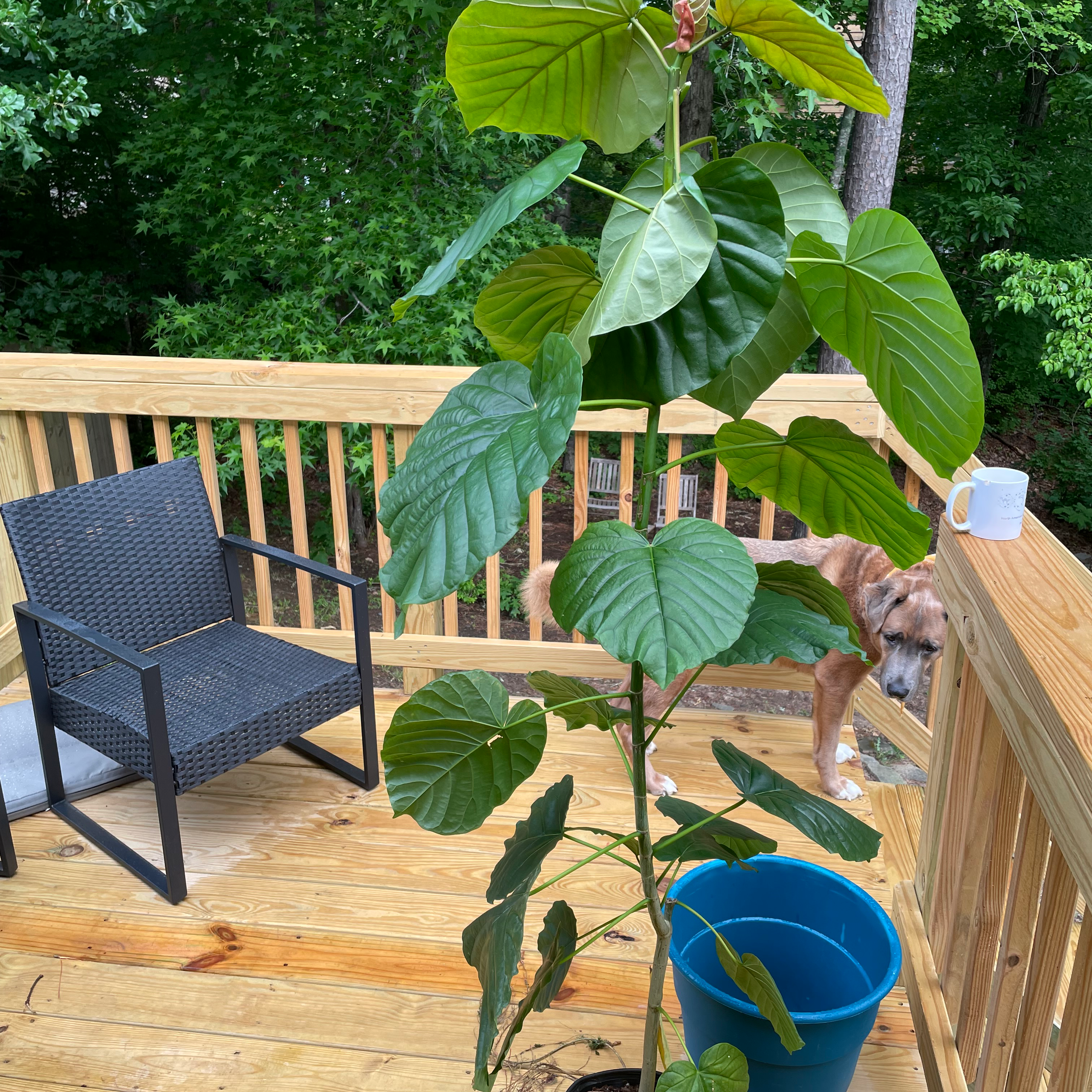 Symbolism and Benefits of the Empress Tree