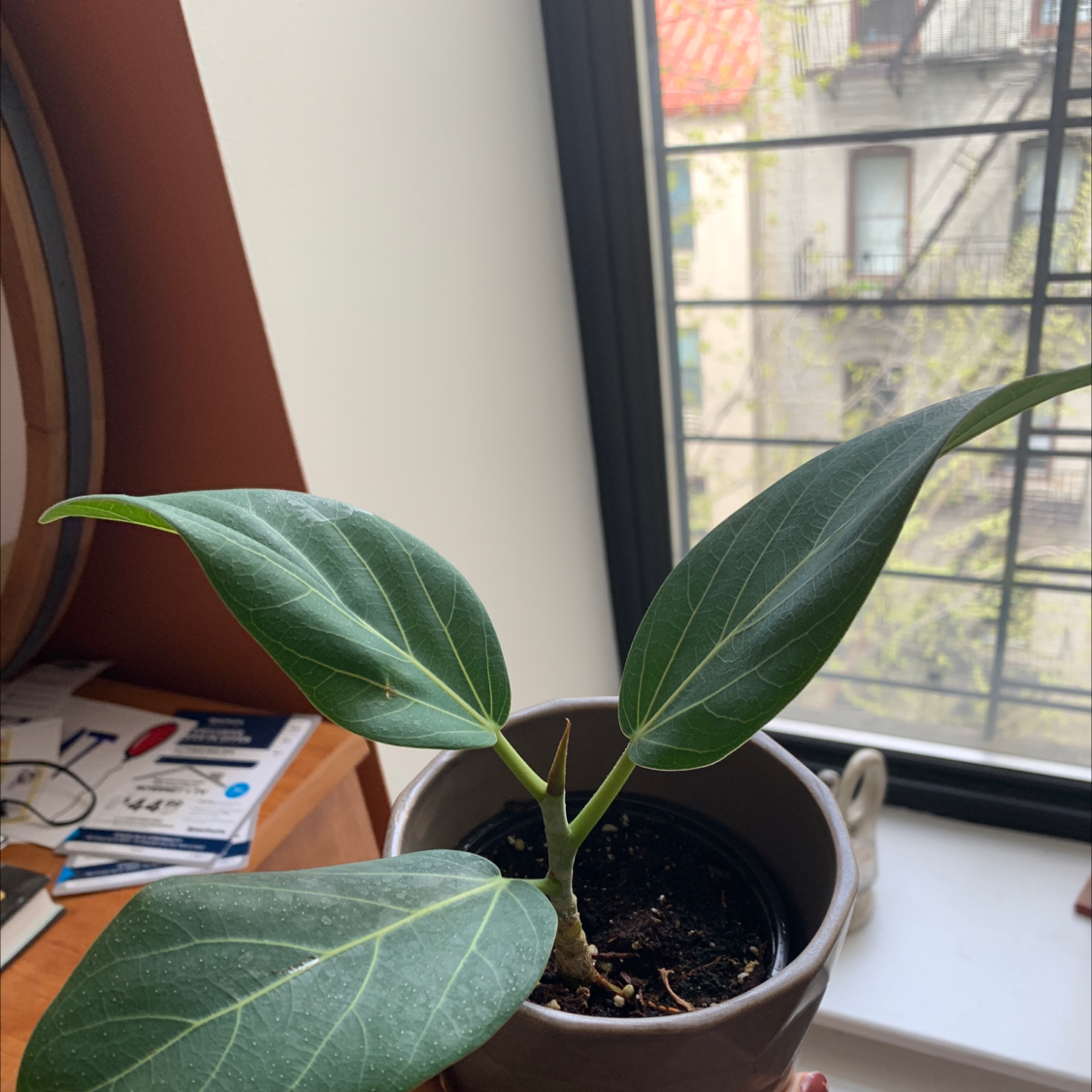 How Do I Fix audrey ficus root rot?