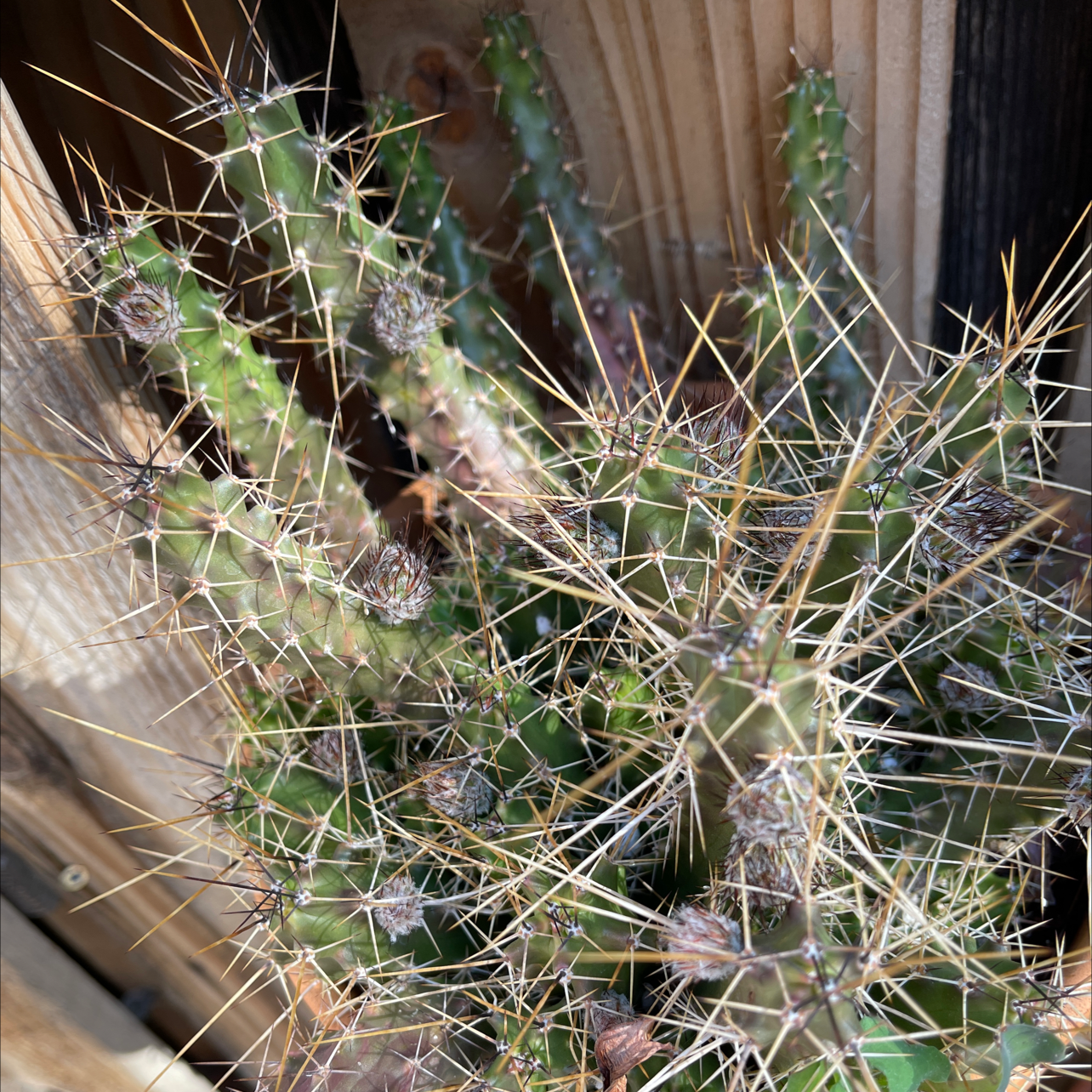 🌵 Why Are There Brown Spots on My Lady-Finger Hedgehog Cactus?