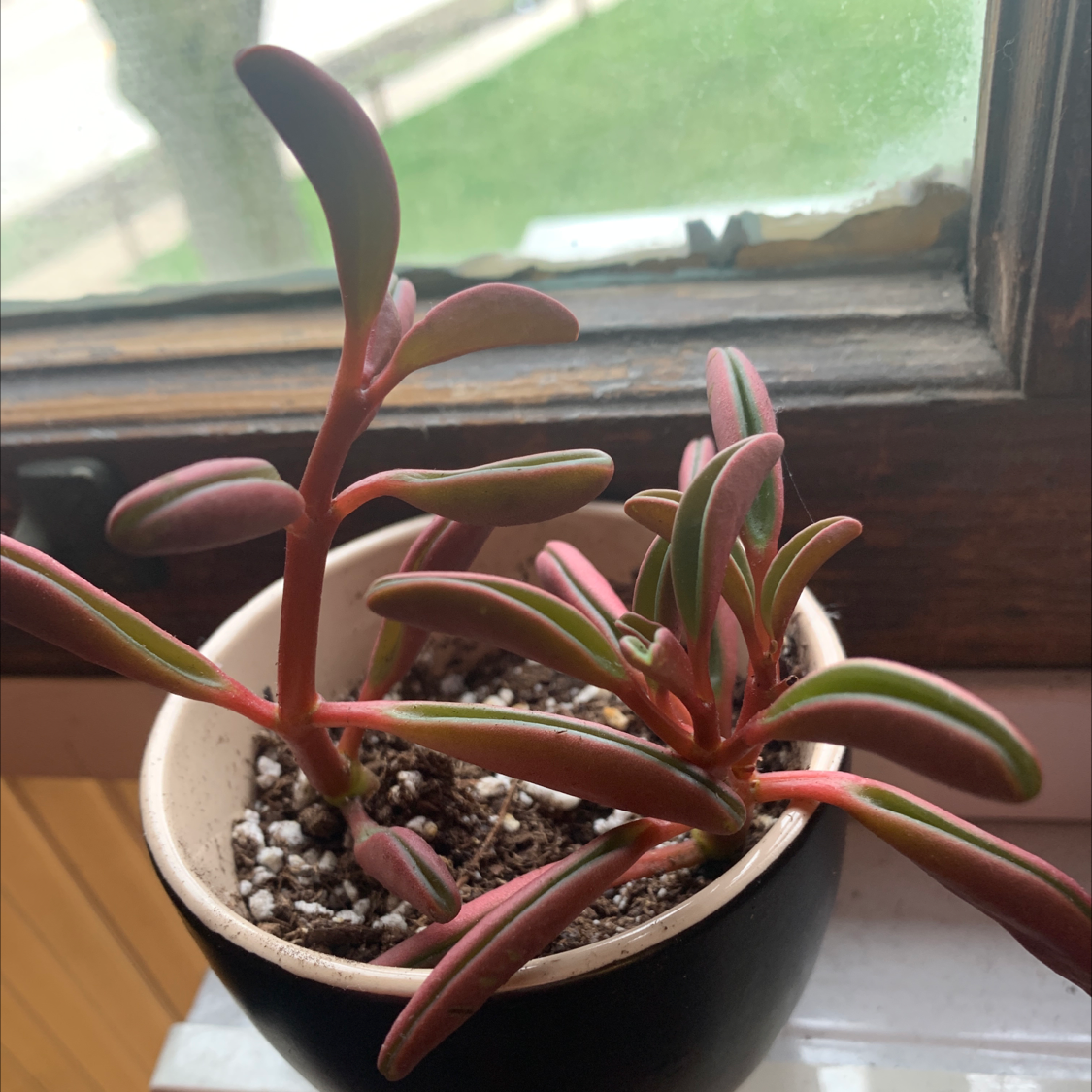 💧 Why Are My Peperomia graveolens 'Ruby Glow' Leaves Curling?