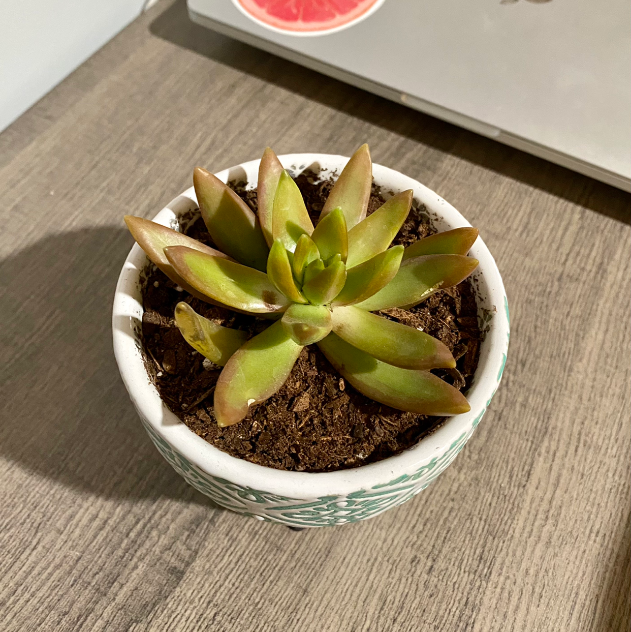 Why Are There Brown Spots on My Golden Sedum Leaves?