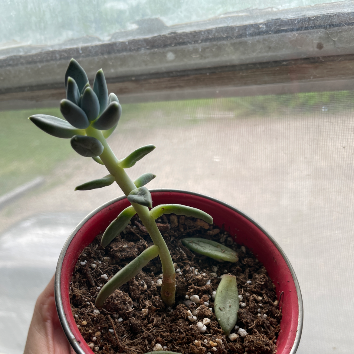 What Does It Mean When Sedum lineare Blooms?