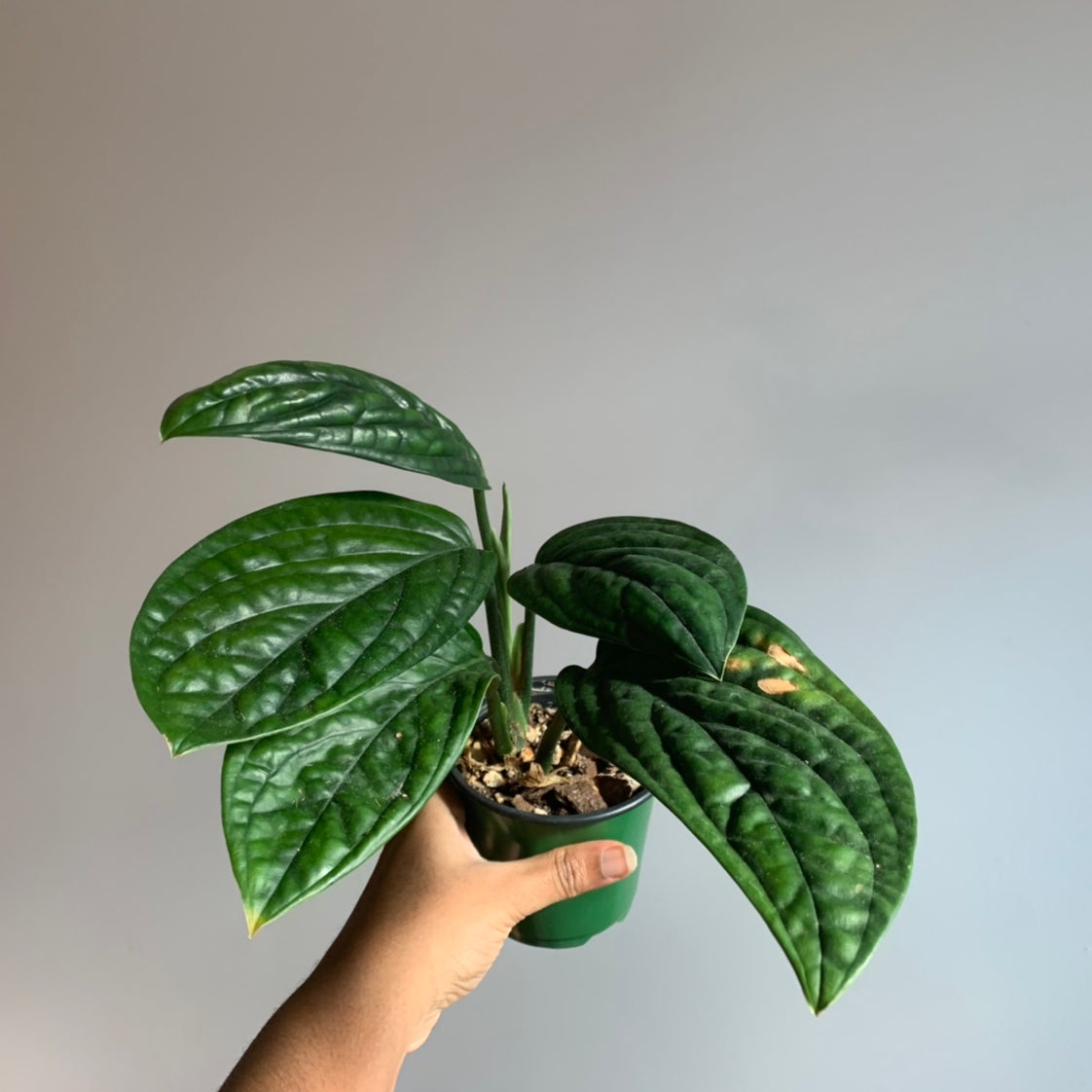 😔 Why Are My Monstera Peru Leaves Droopy?