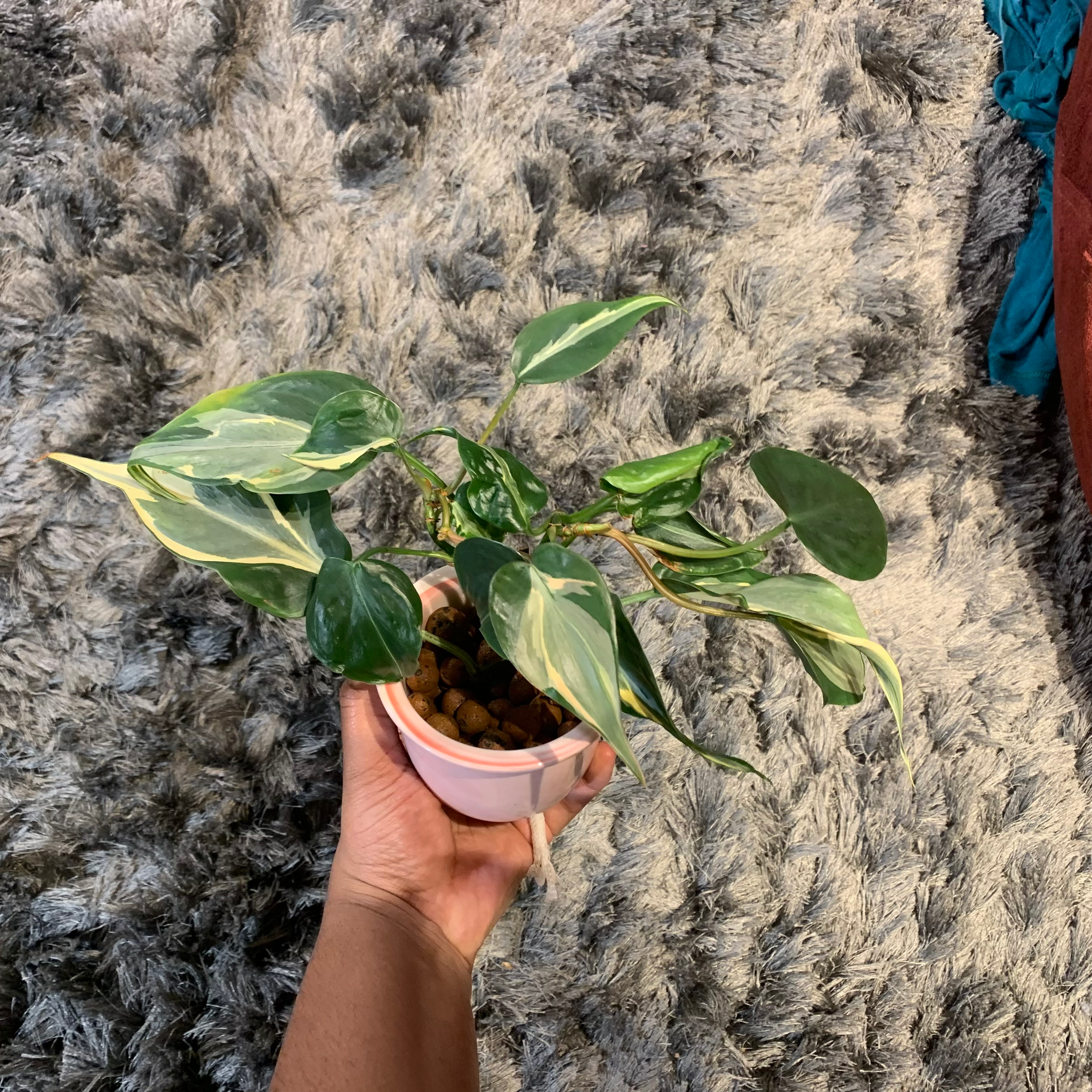 Year-Round Light Requirements For Your Philodendron 'Rio'