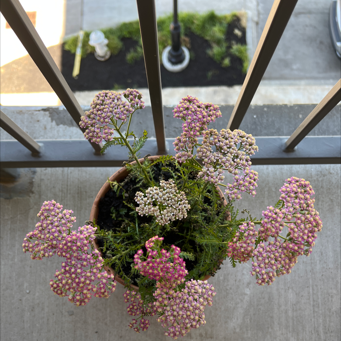 Propagating Your Yarrow: Step-by-Step Guide
