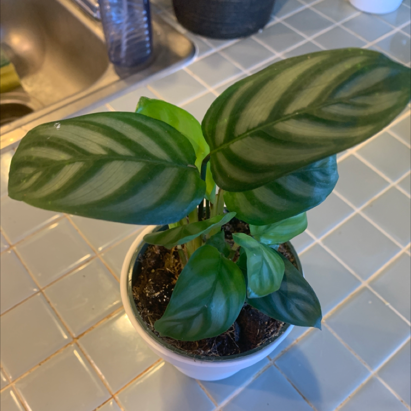 How Do I Cure Calathea 'Freddie' Root Rot?