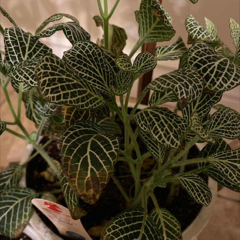 What Do I Do About White Anne Nerve Plant Root Rot?
