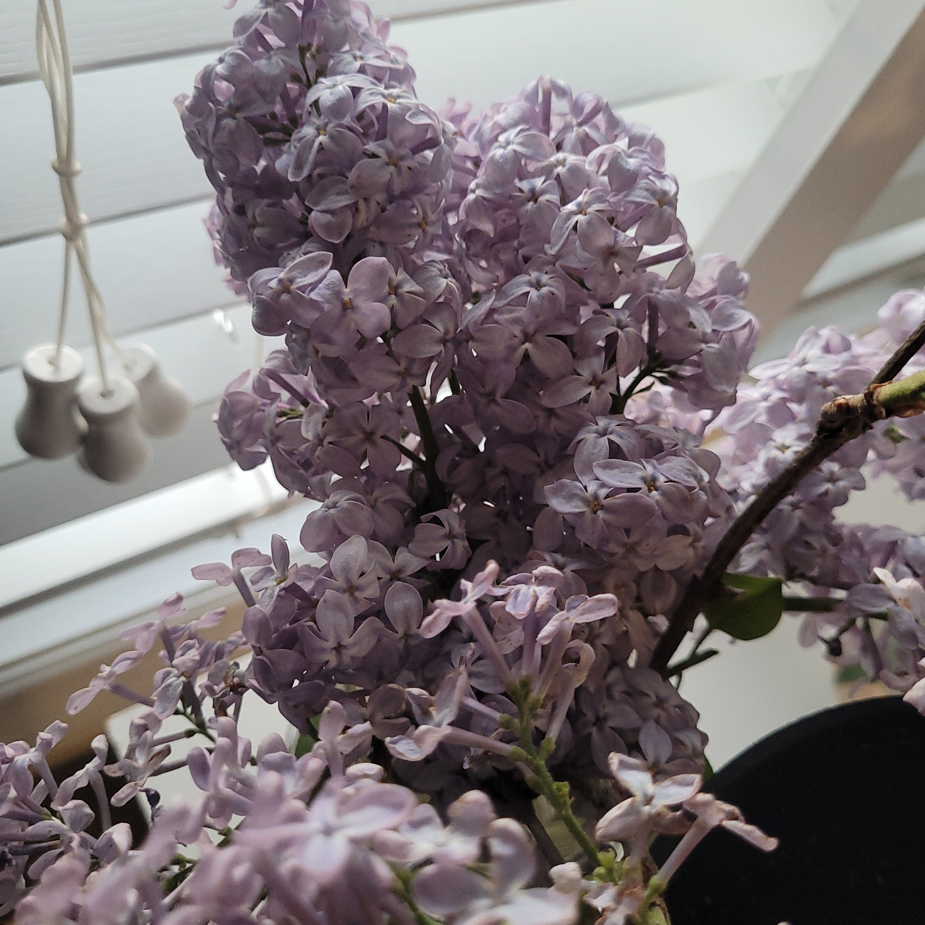 Your Lilac's Sunlight Needs