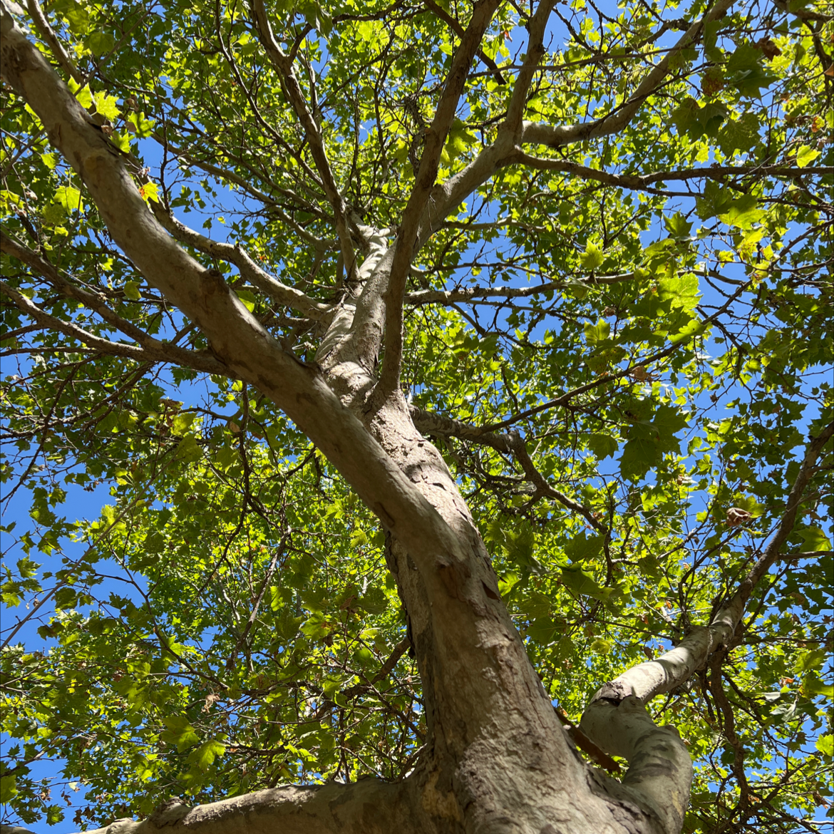 Propagating Your American Sycamore: Step-by-Step Guide