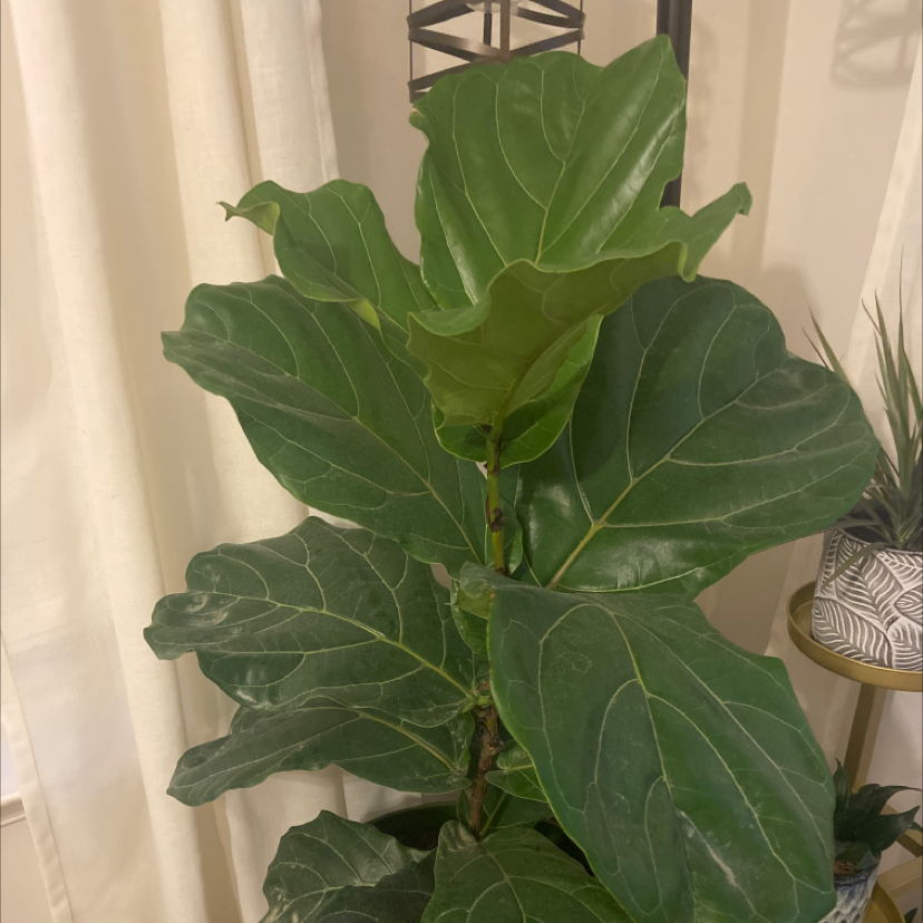 Athena | A plant by @CleverNikaupalm on Greg