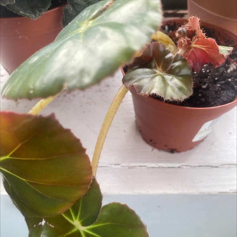 Common Clubed Begonia Problems