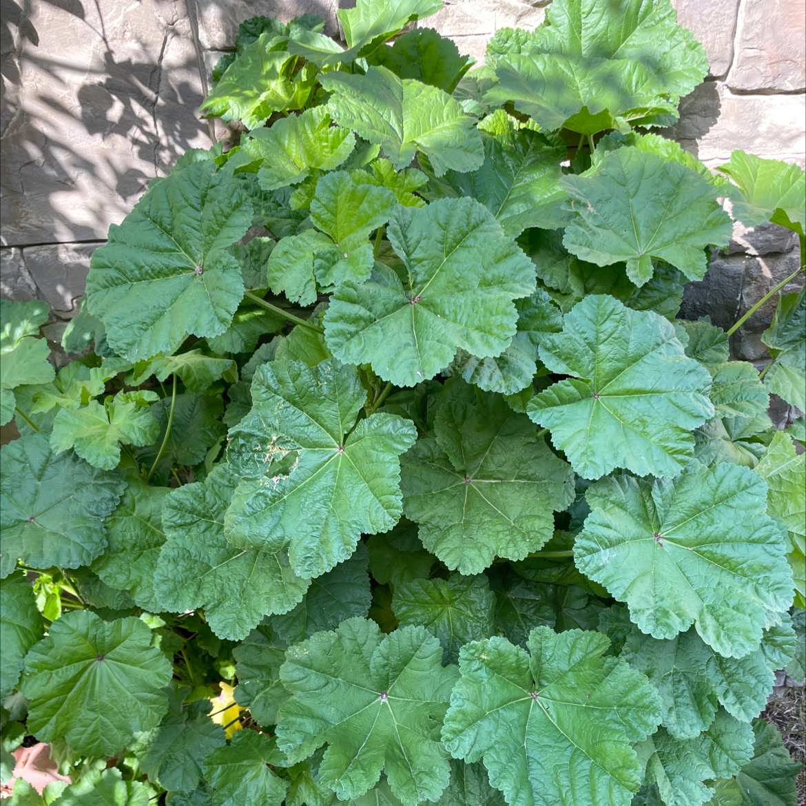 How to Get a Common Mallow to Bloom