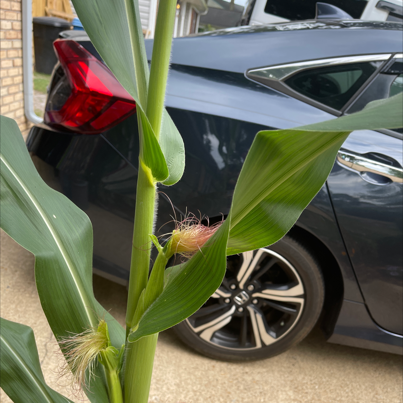 What Is A Good Temperature Range For My Corn?