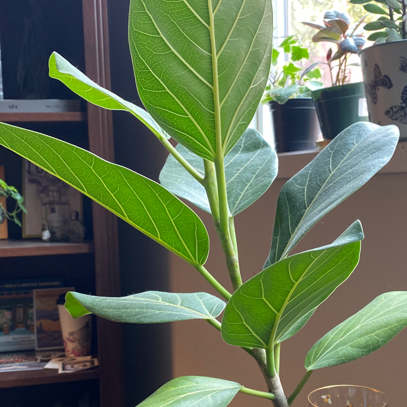 How Do I Fix audrey ficus root rot?