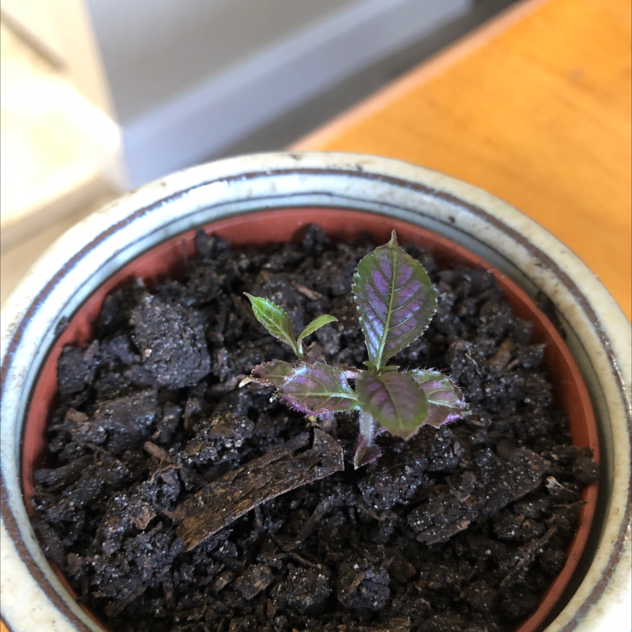 Soil Recommendations for Persian Shield