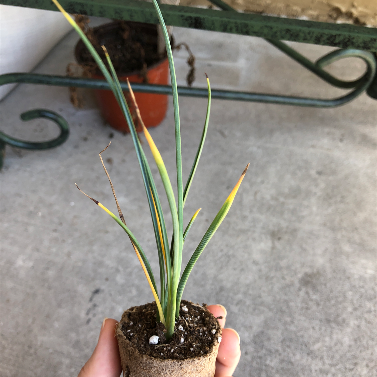 Common Red Yucca Problems