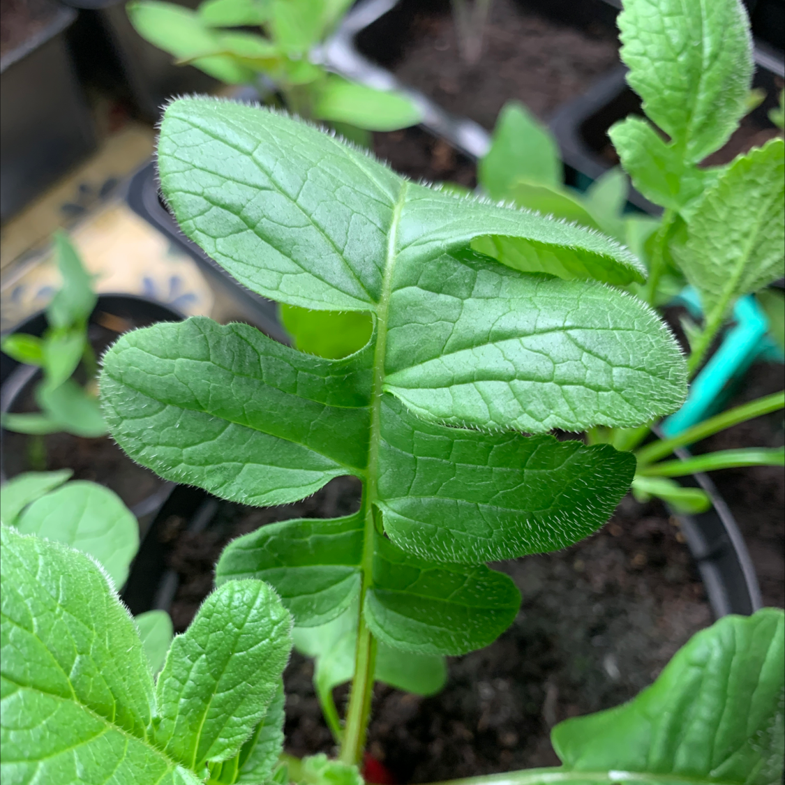 Propagating Your Wild Radish: Step-by-Step Guide