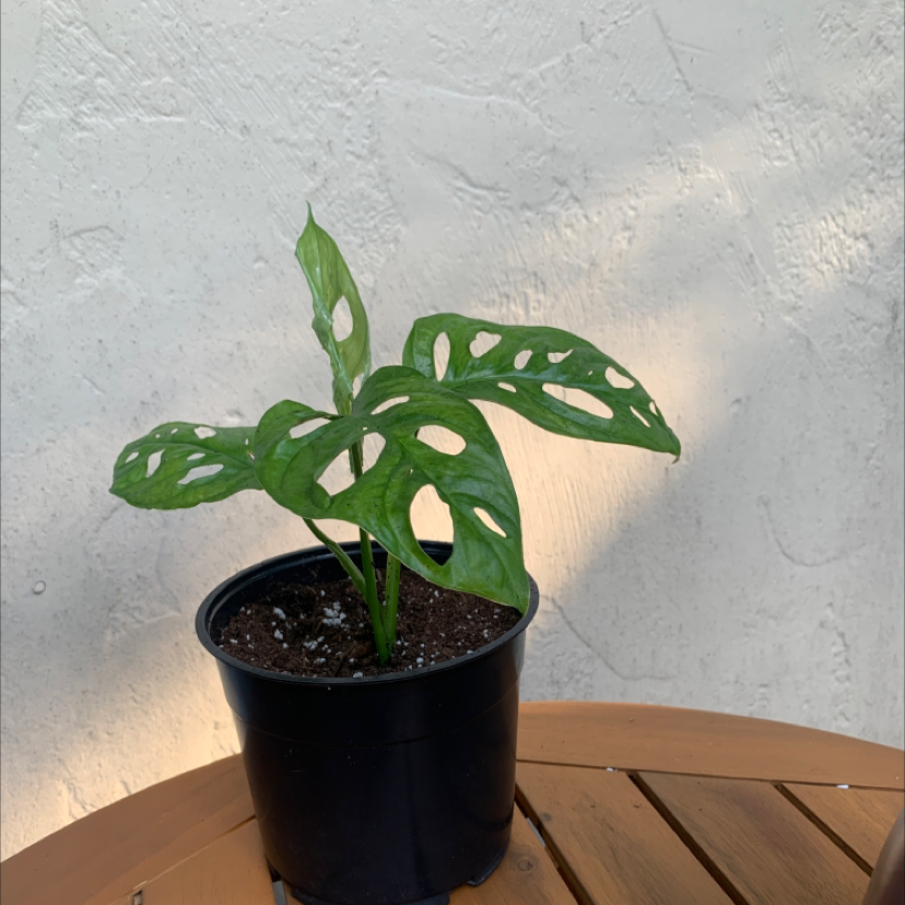 Mercy | A plant by @CertainCosmo on Greg