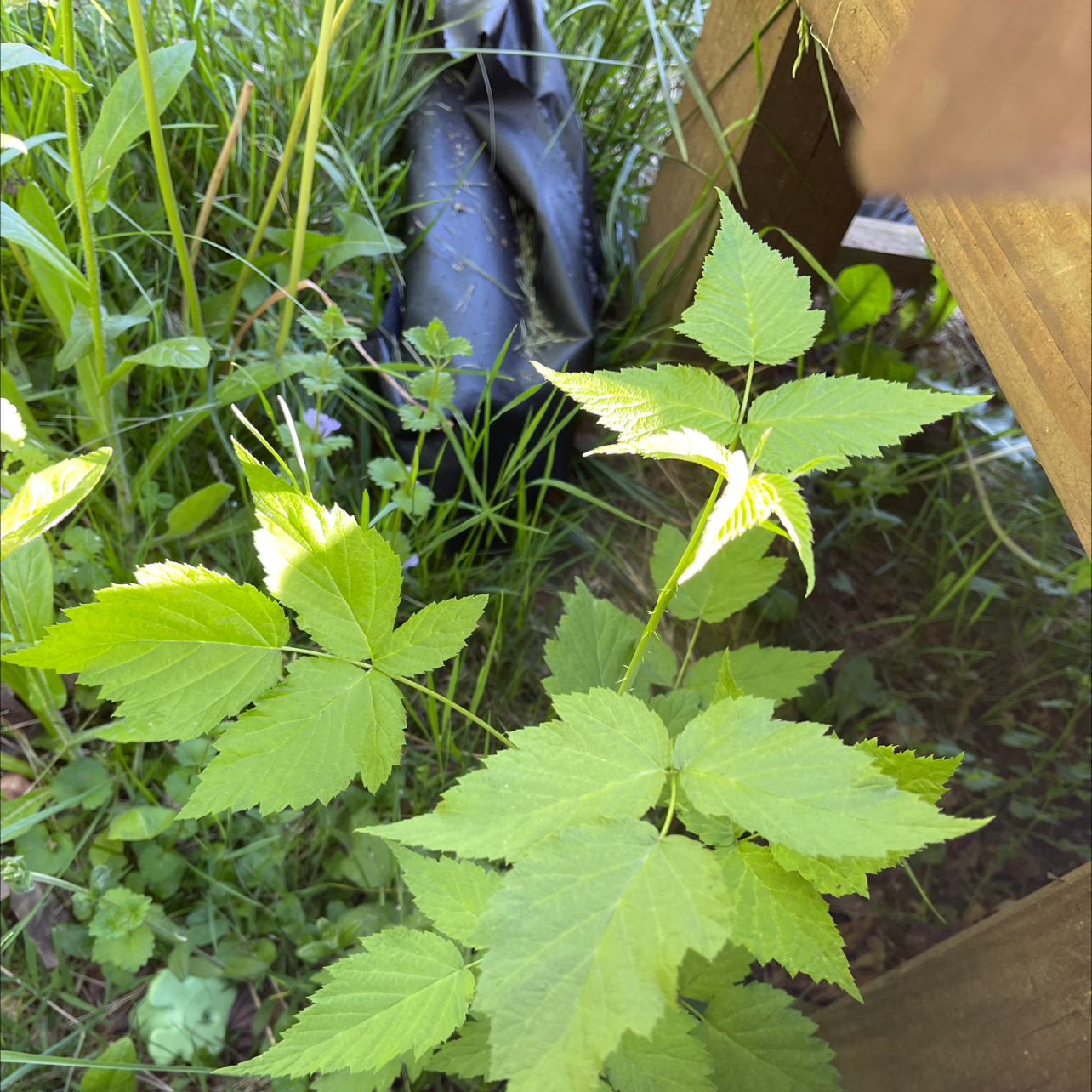 Why Are There Black Spots on My Black Raspberry Leaves? ⚫