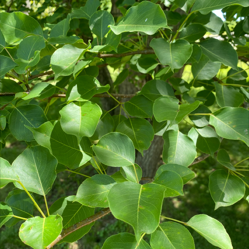 Common Callery Pear Problems