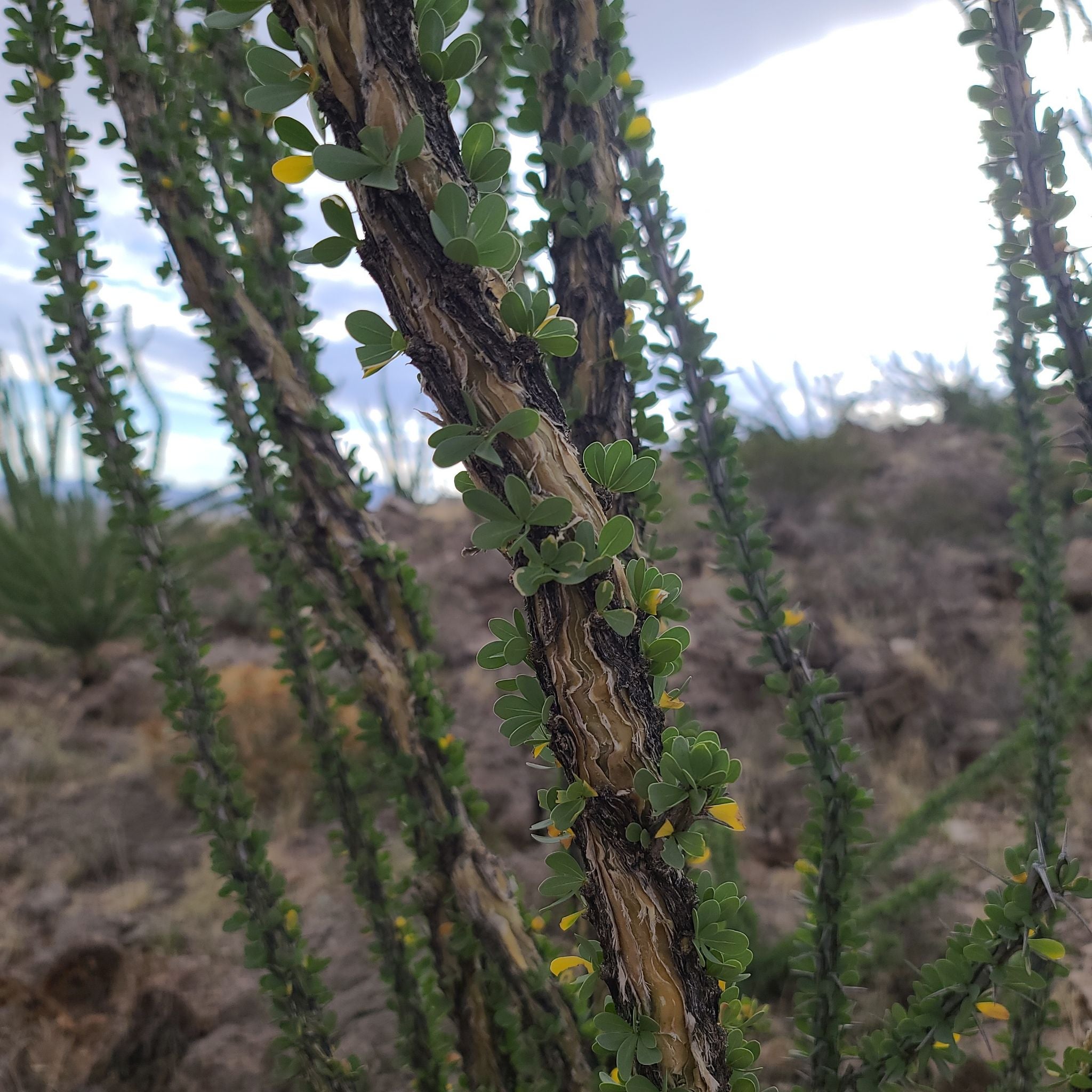 Why Are There Black Spots on My Ocotillo Leaves?