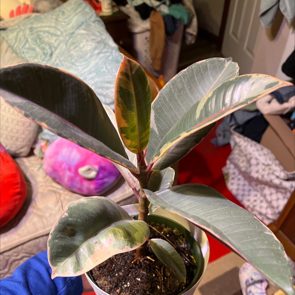 What To Do About Bugs on My Variegated Rubber Tree? 🐛