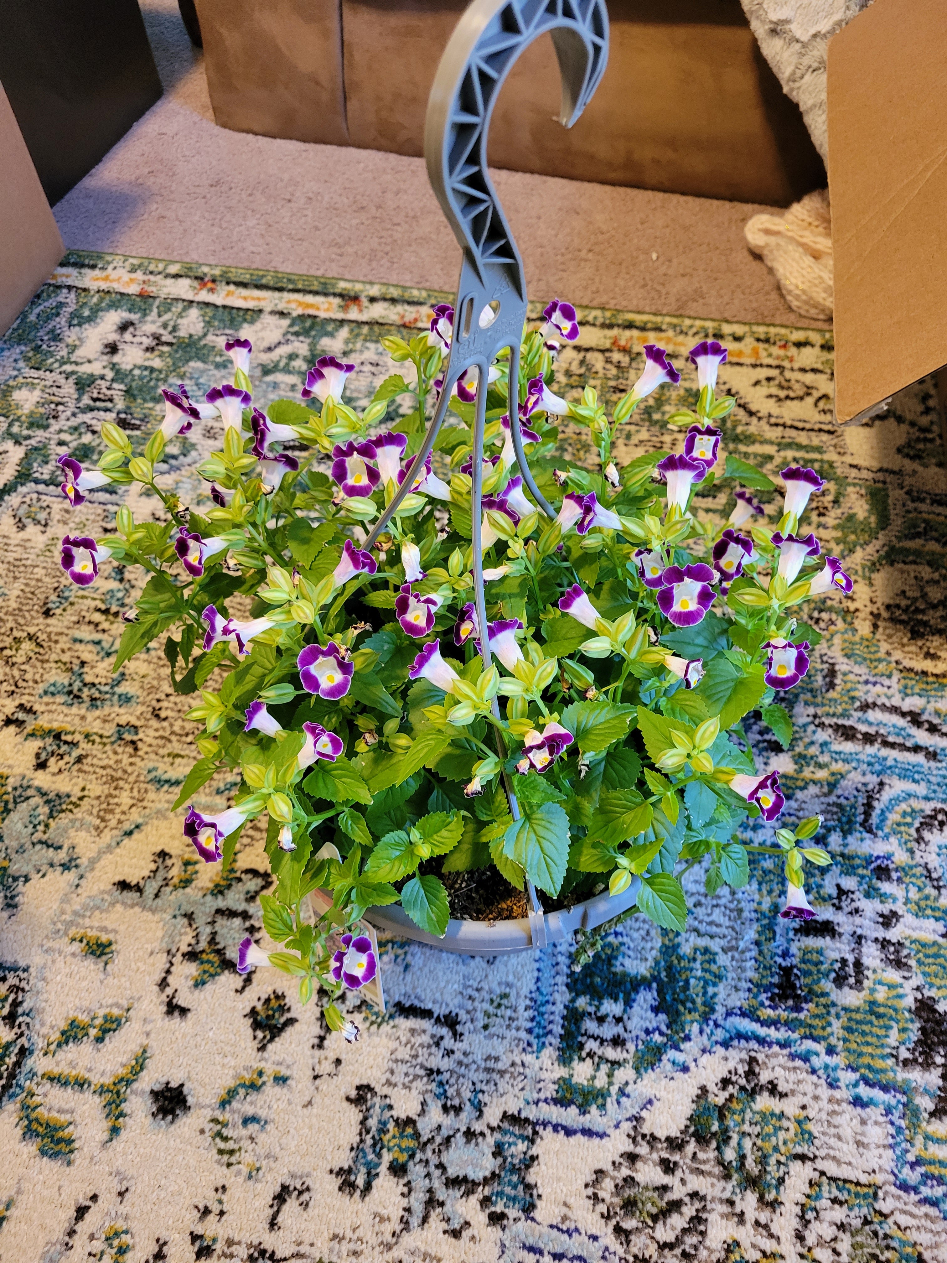 10 Advantages of Having a Wishbone Flower