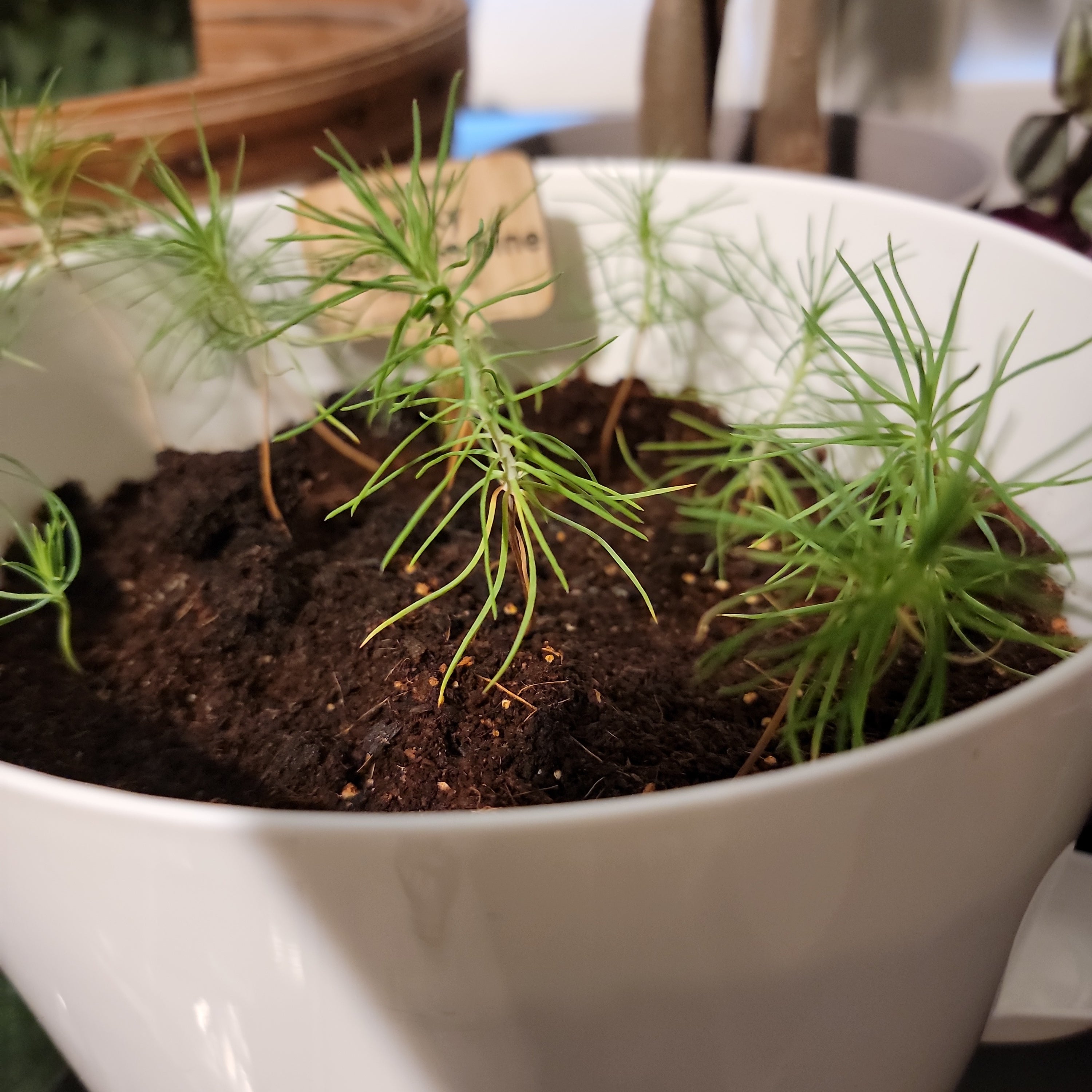 Propagating Your Mugo Pine: Step-by-Step Guide