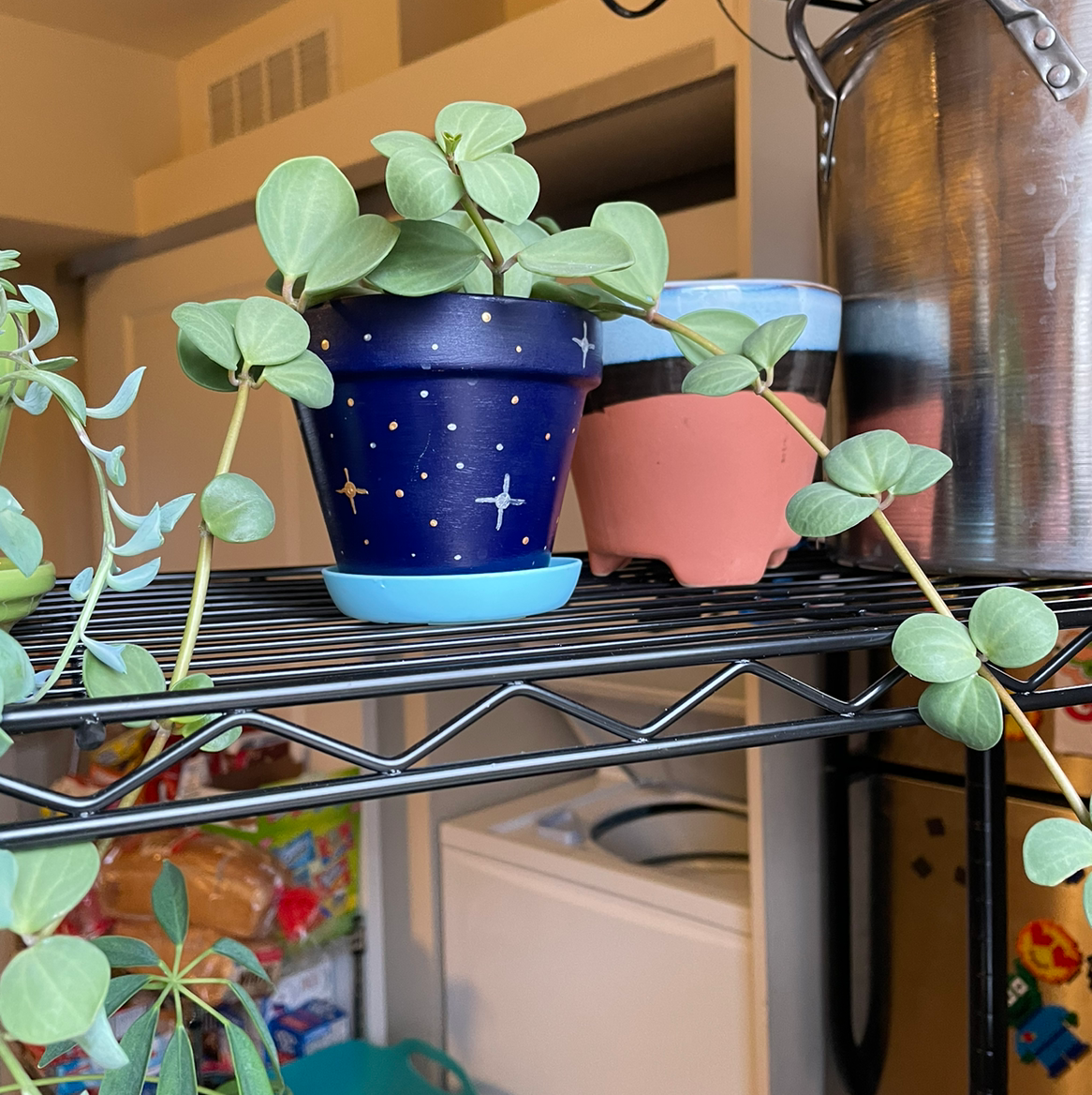 How to Propagate Your Trailing Jade