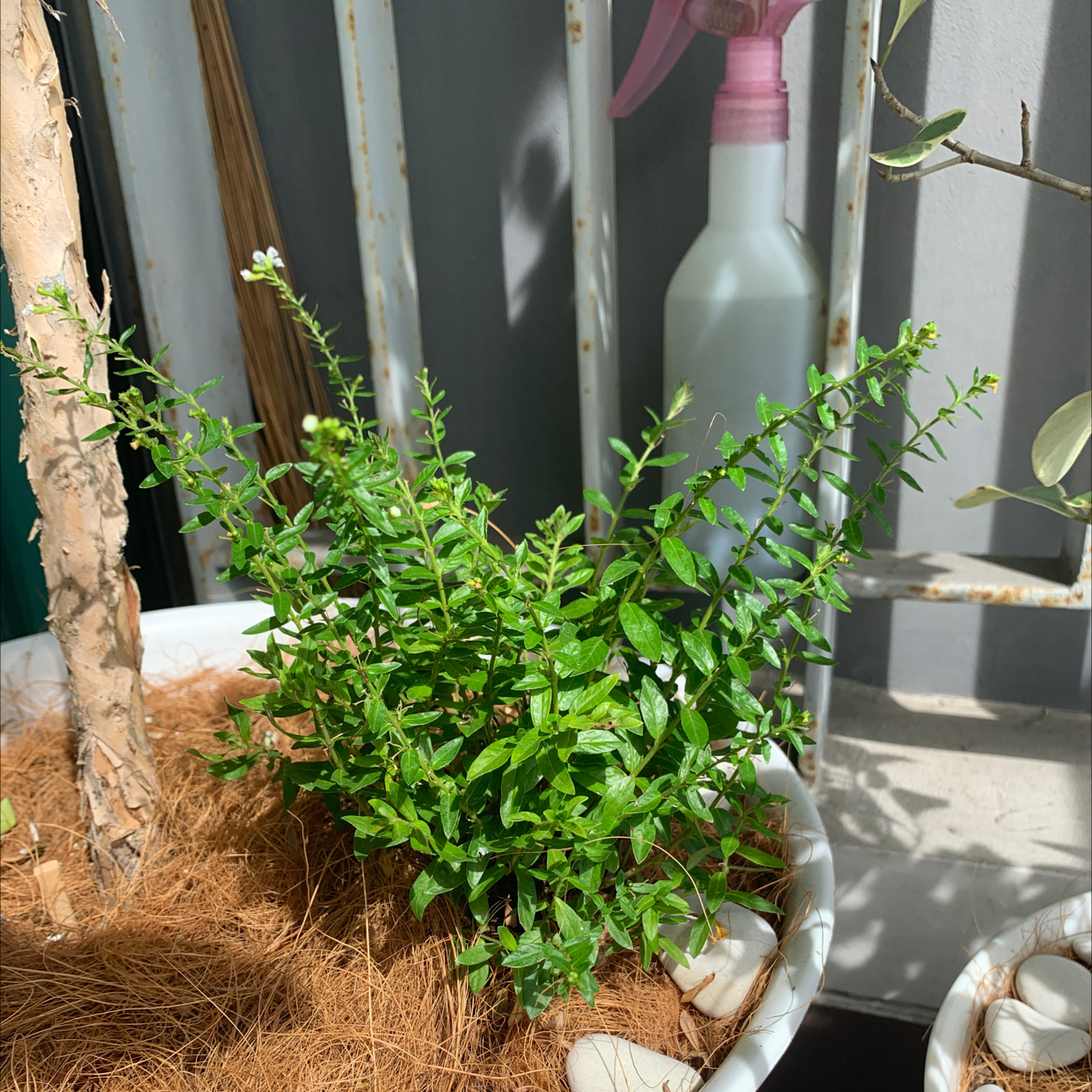 Propagating My Mexican-Heather: Step-by-Step Guide