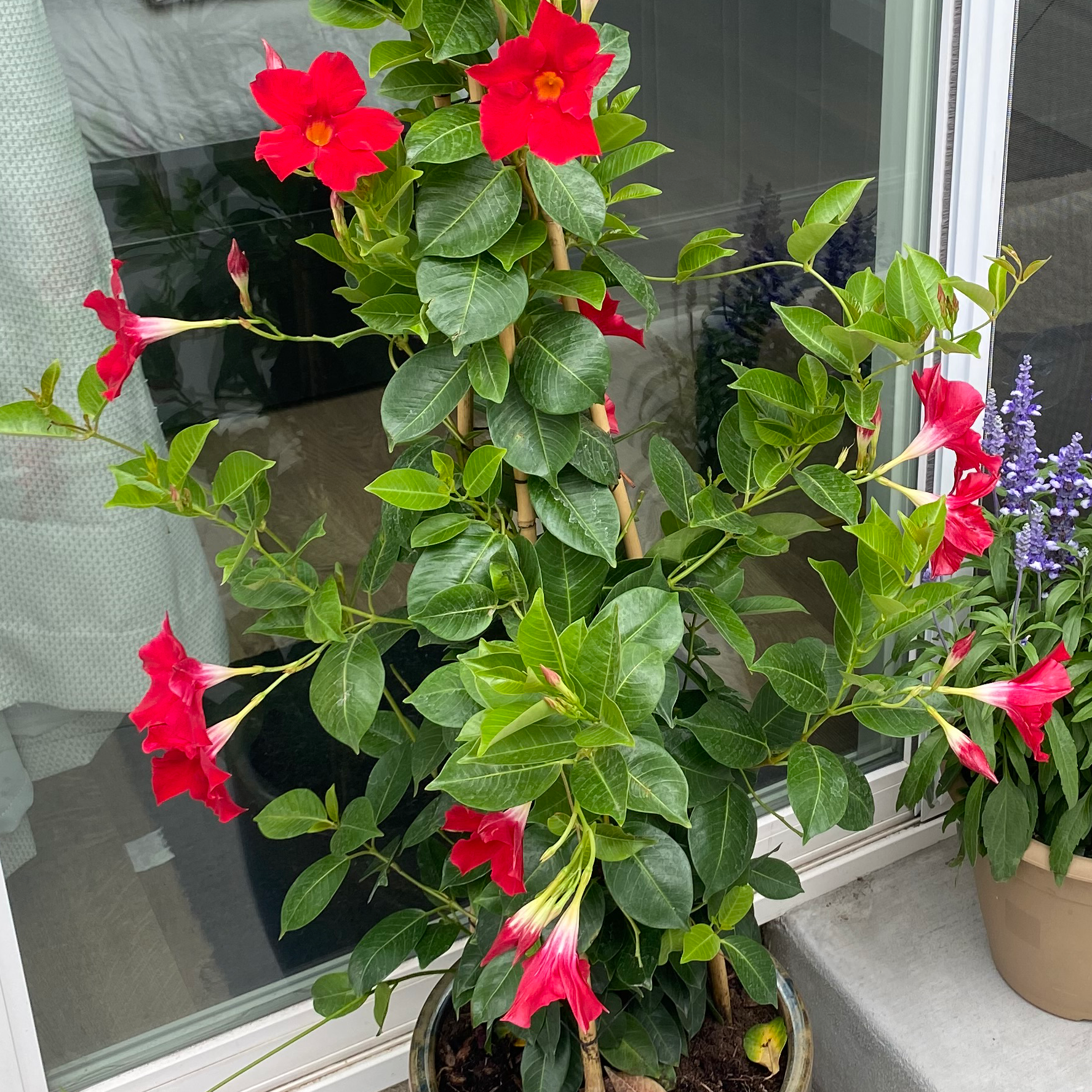What Are The Bugs on My Mandevilla 'Aloha Red'? 🐜