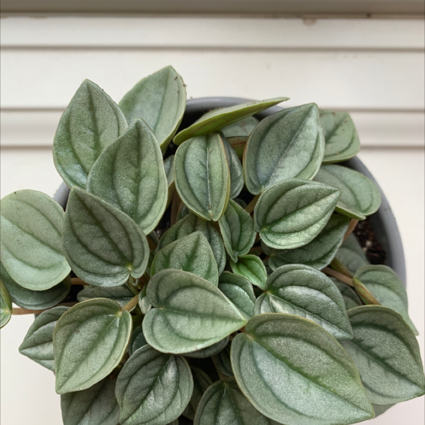 Propagating Your Friendship Plant: Step-by-step Guide