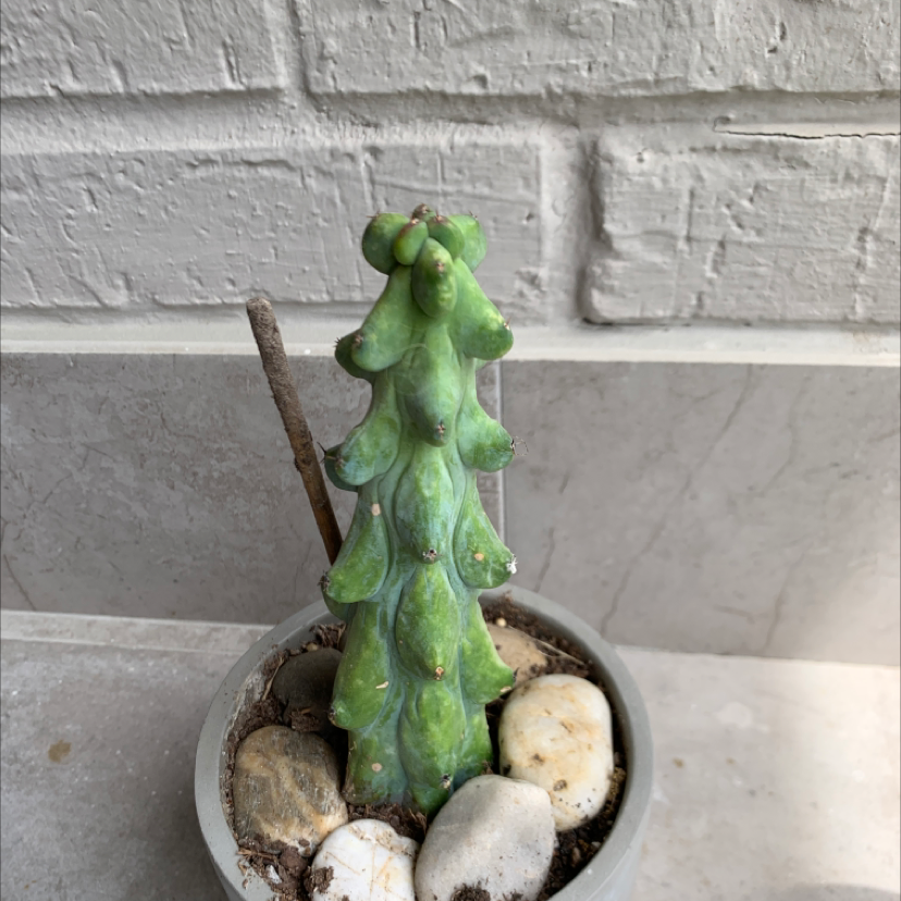 My Blue Myrtle Cactus's Light Requirements