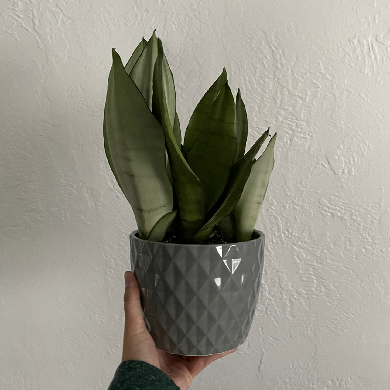 How to Get a Silver Snake Plant to Bloom