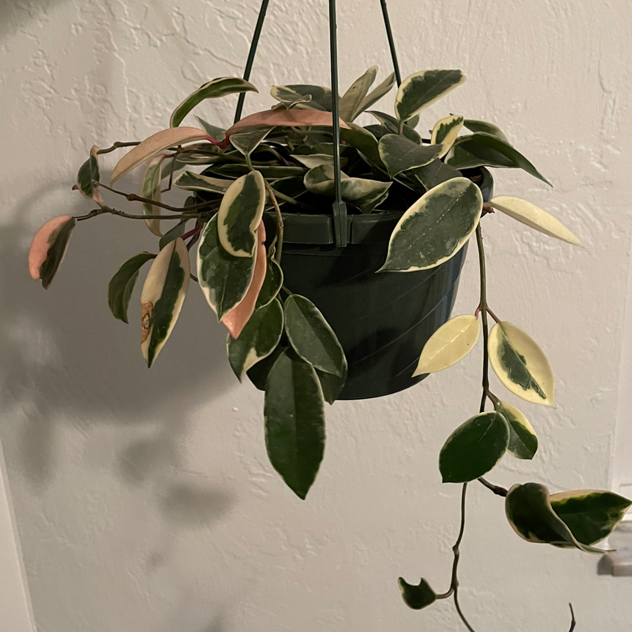 🌡 What Is A Good Temperature Range For My Hoya Krimson Queen?