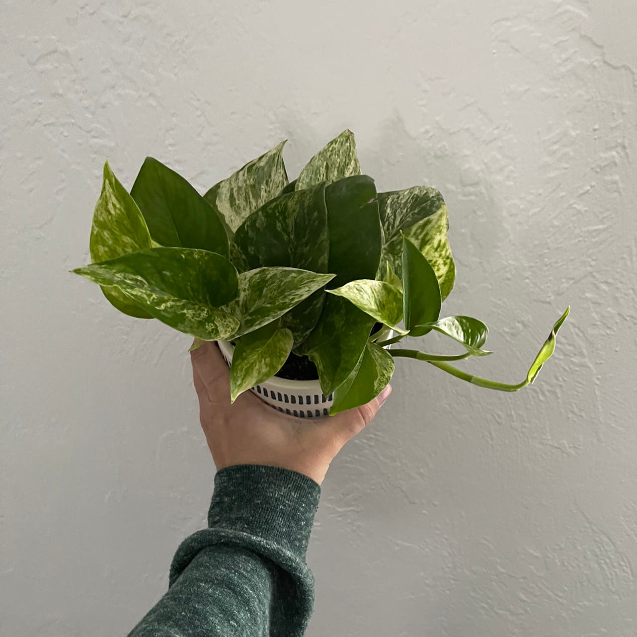 Propagating Marble Queen Pothos: The Ultimate Guide Propagating Marble Queen Pothos: The Ultimate Guide