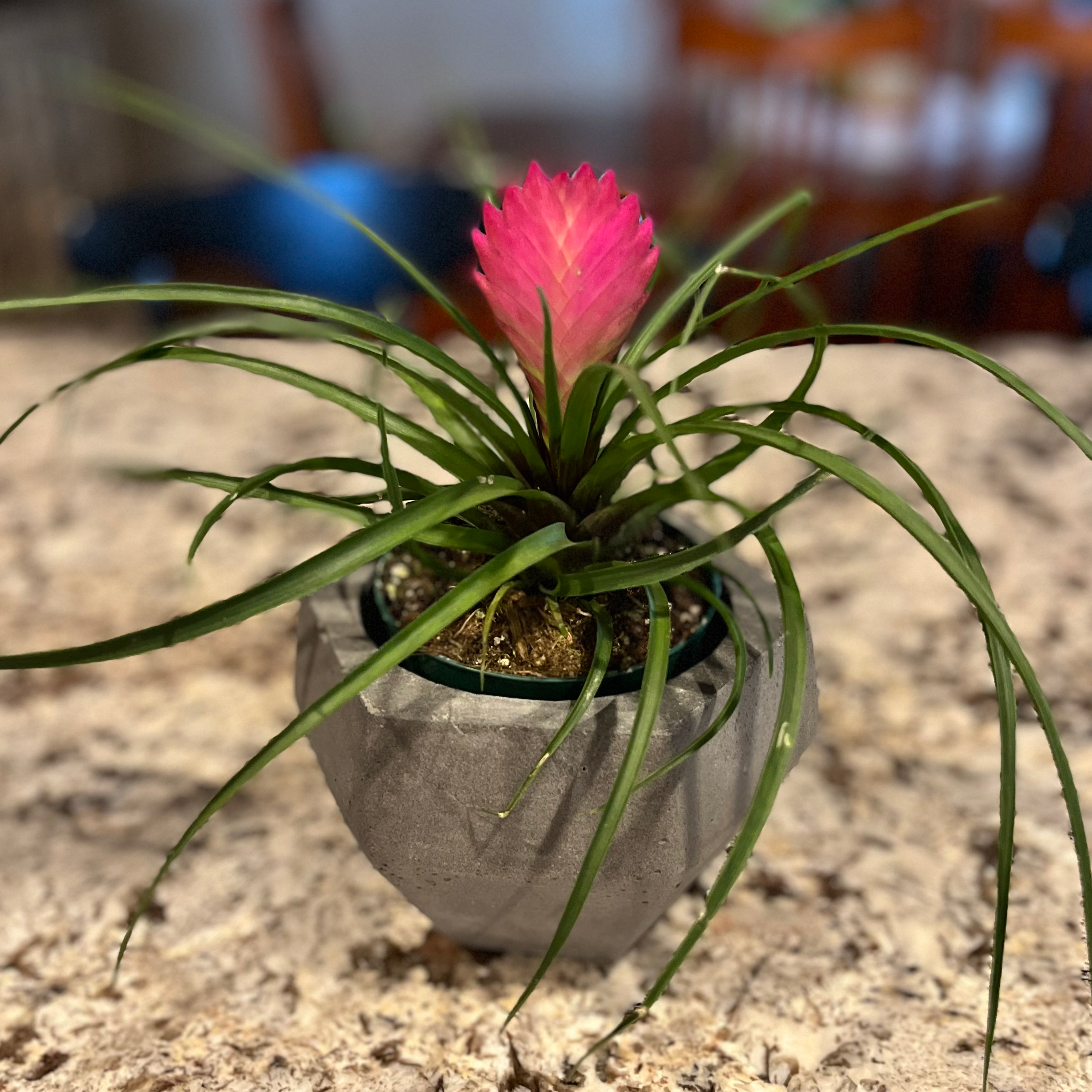 Fertilizing My Pink Quill