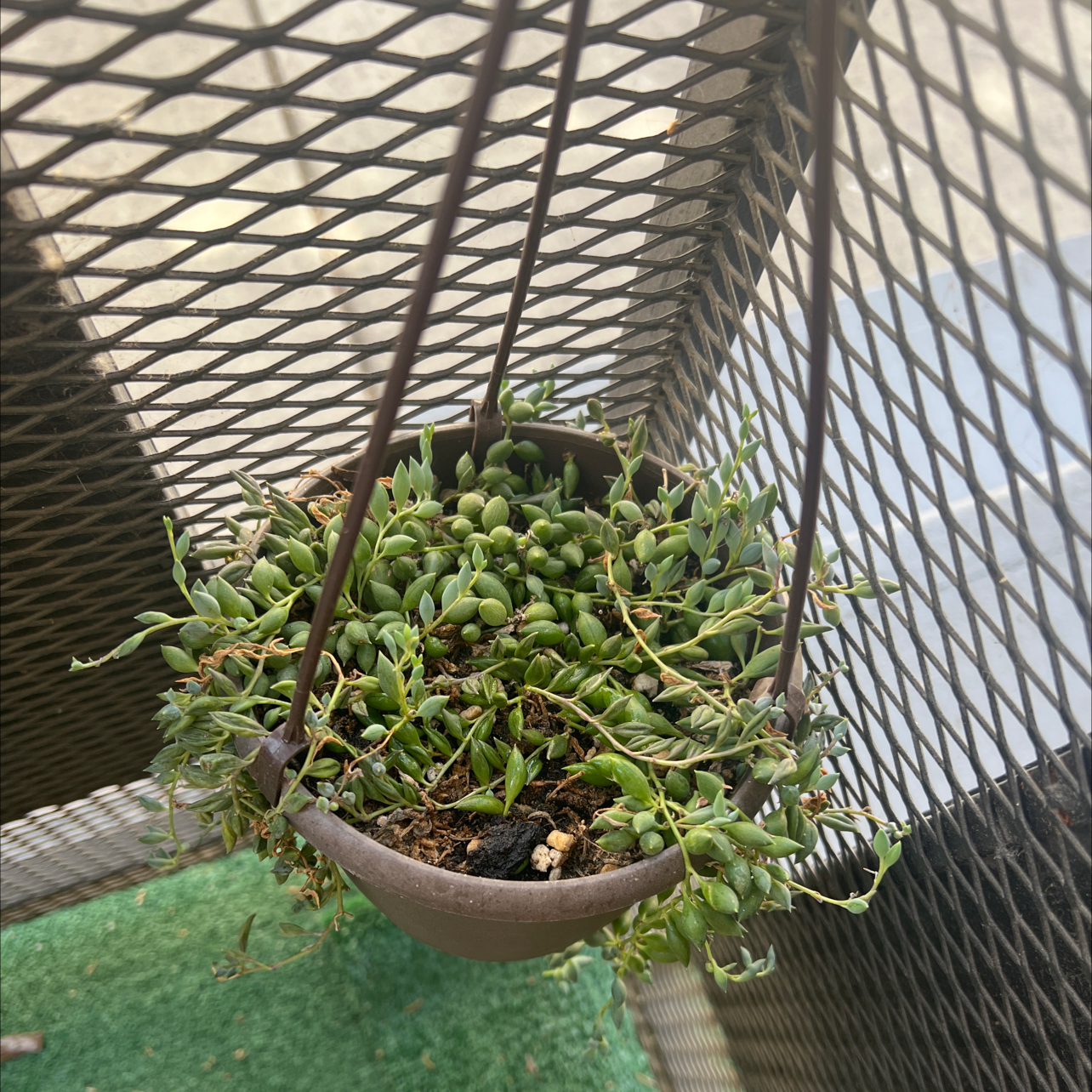 Brown Spots On Curio Rowleyanus 'String Of Raindrops' Leaves 💧