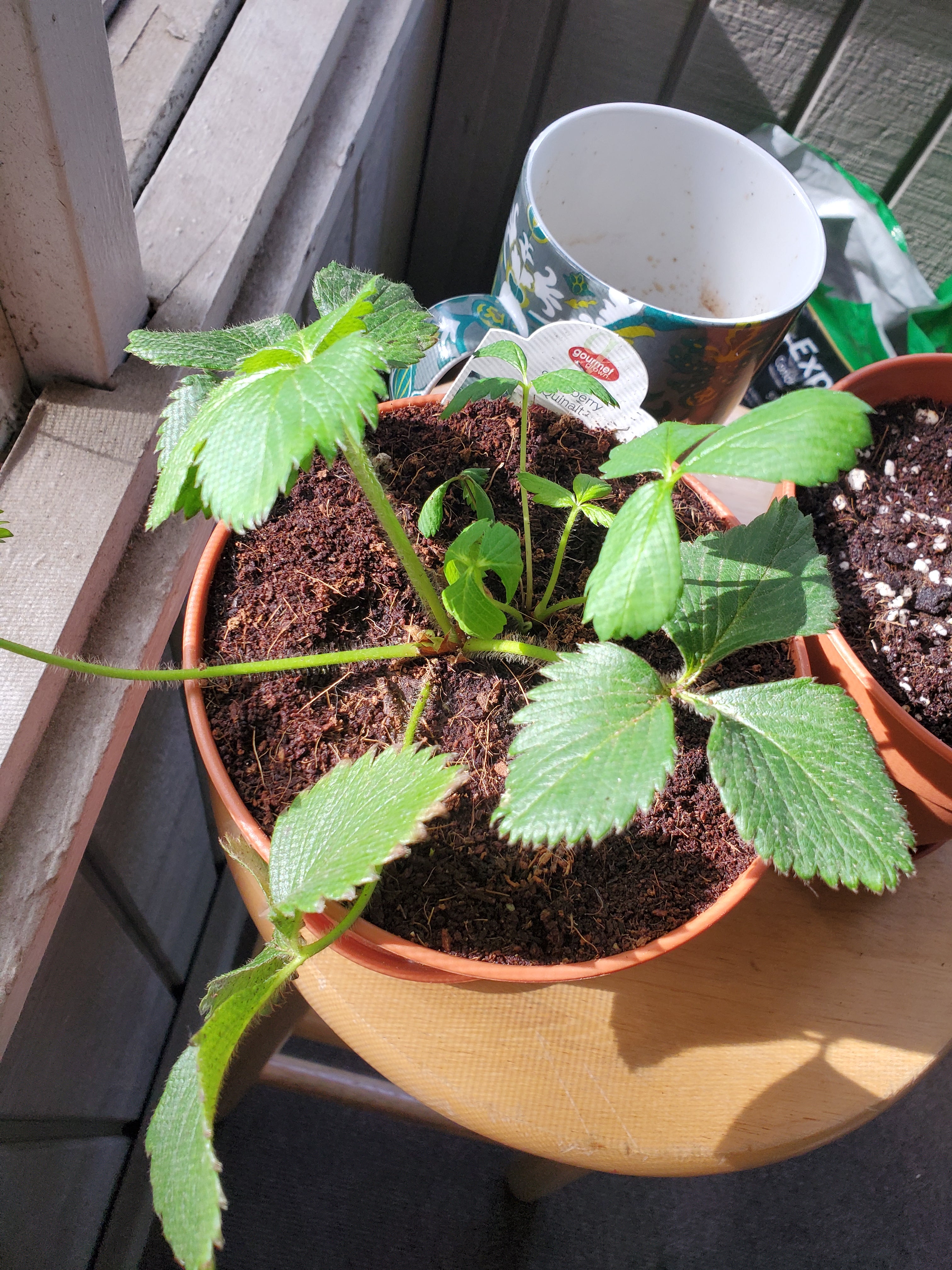 Common Garden Strawberry Problems