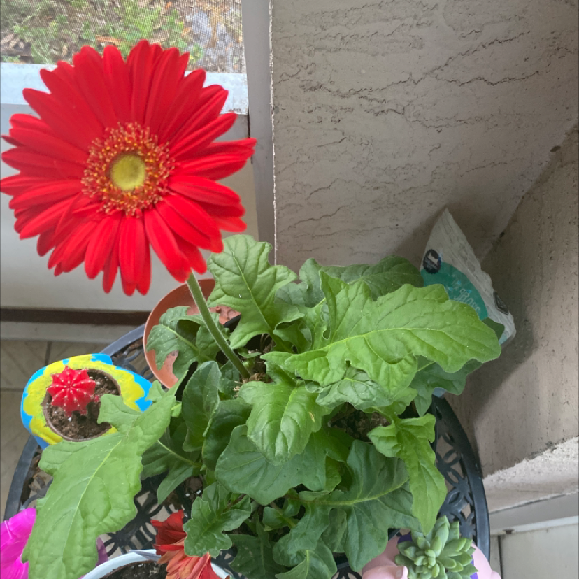 Soil Recommendations for Gerbera