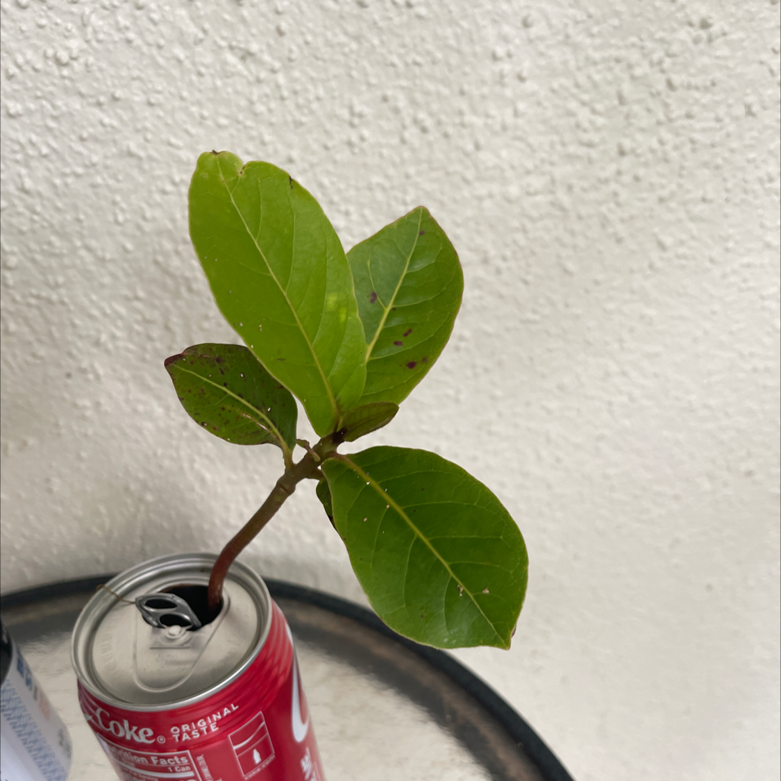 Propagating Your Cape Myrtle: Step-by-Step Guide