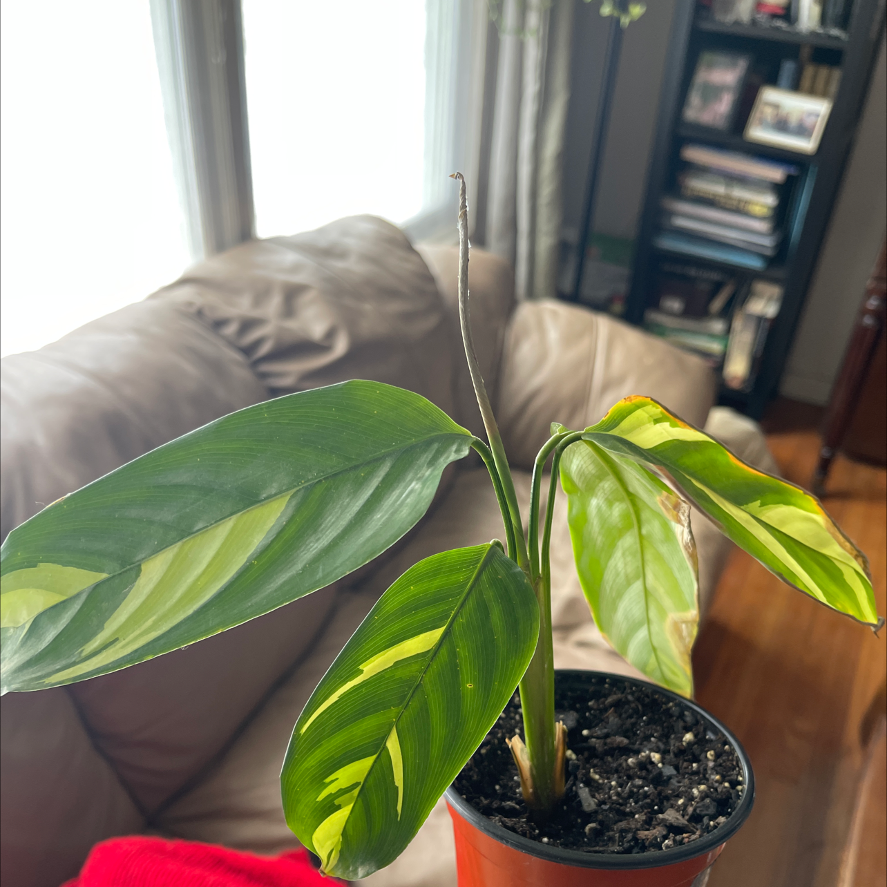 10 Benefits of Having a Golden Mosaic Plant