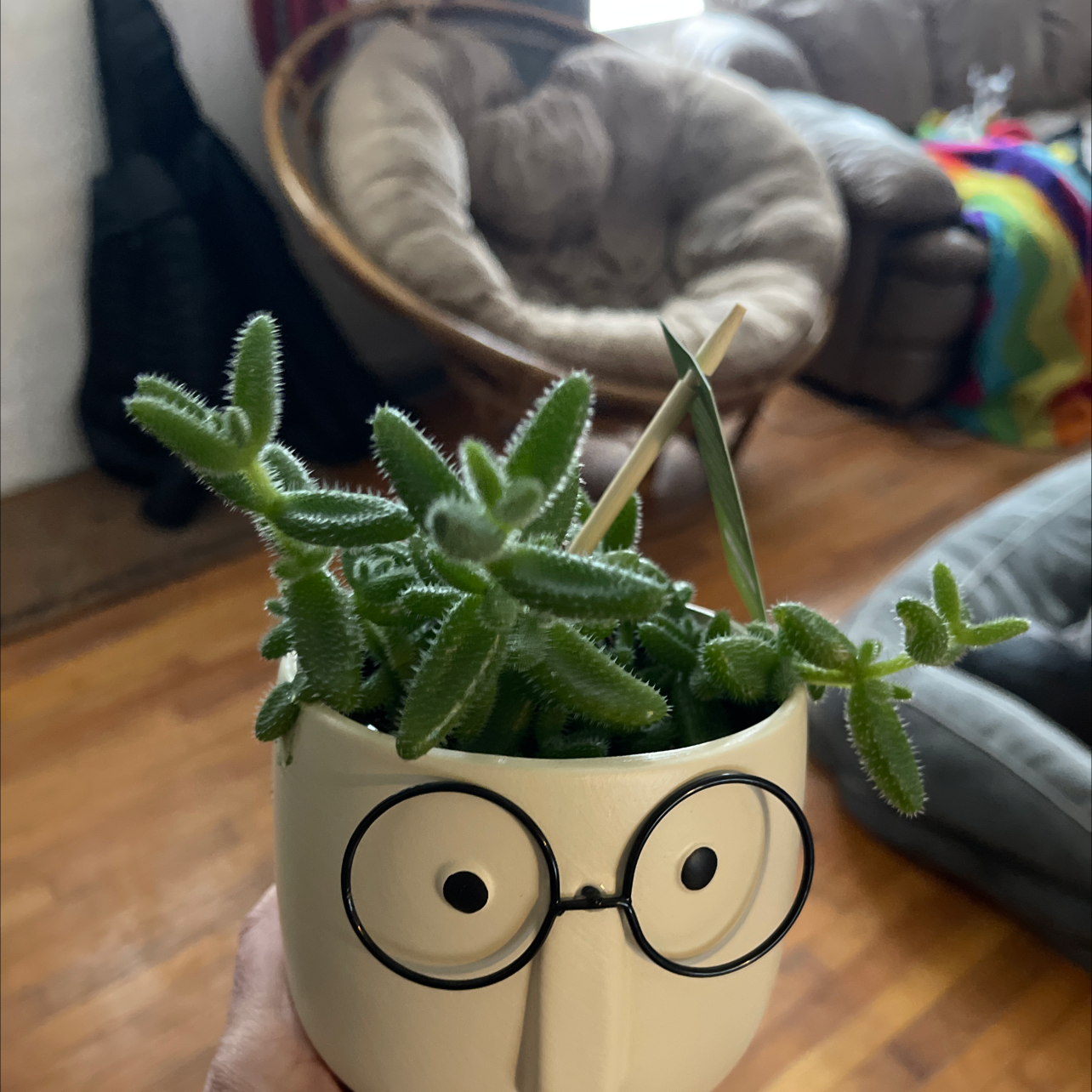 🥒 Propagating Your Pickle Plant: Step-by-Step Guide