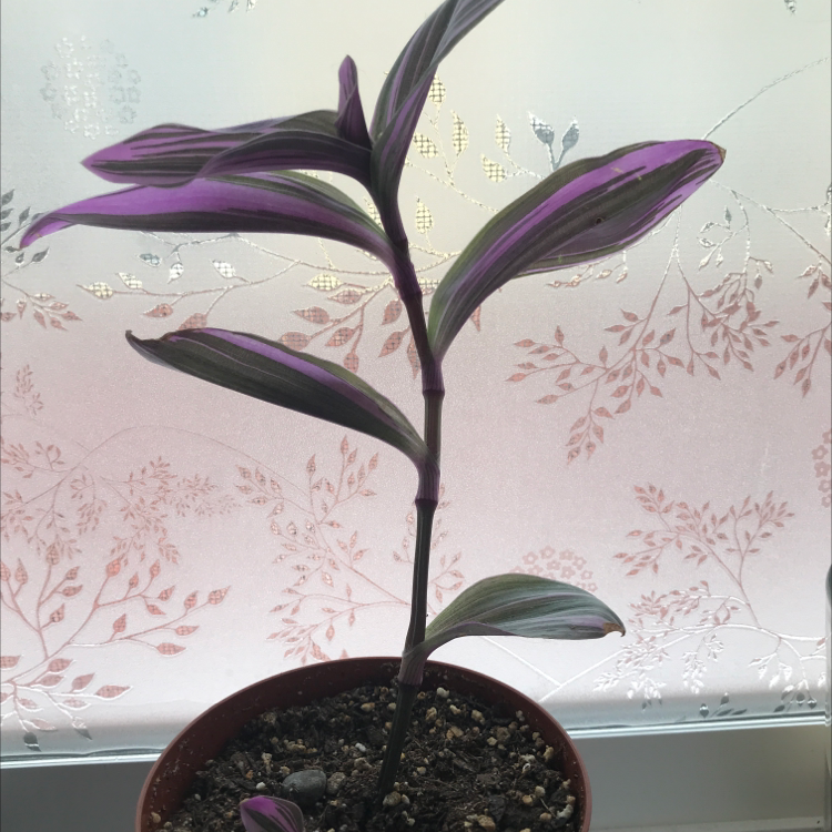 Common Ti Plant Problems