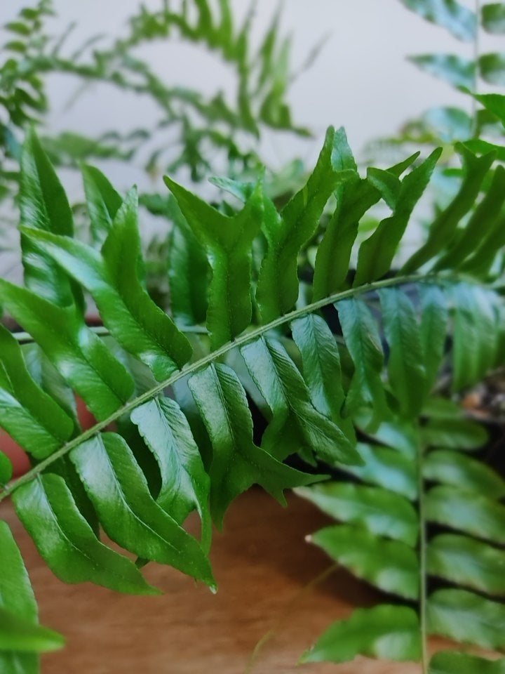 Symbolism and Benefits of the Christmas Fern