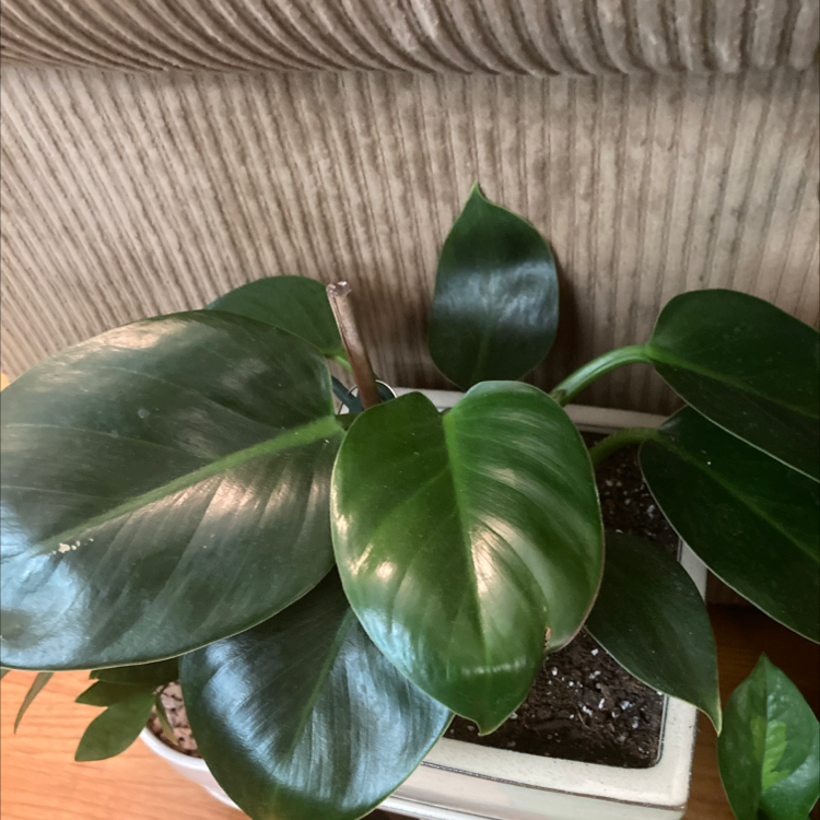 Brown Spots On Philodendron 'Green Princess' Leaves
