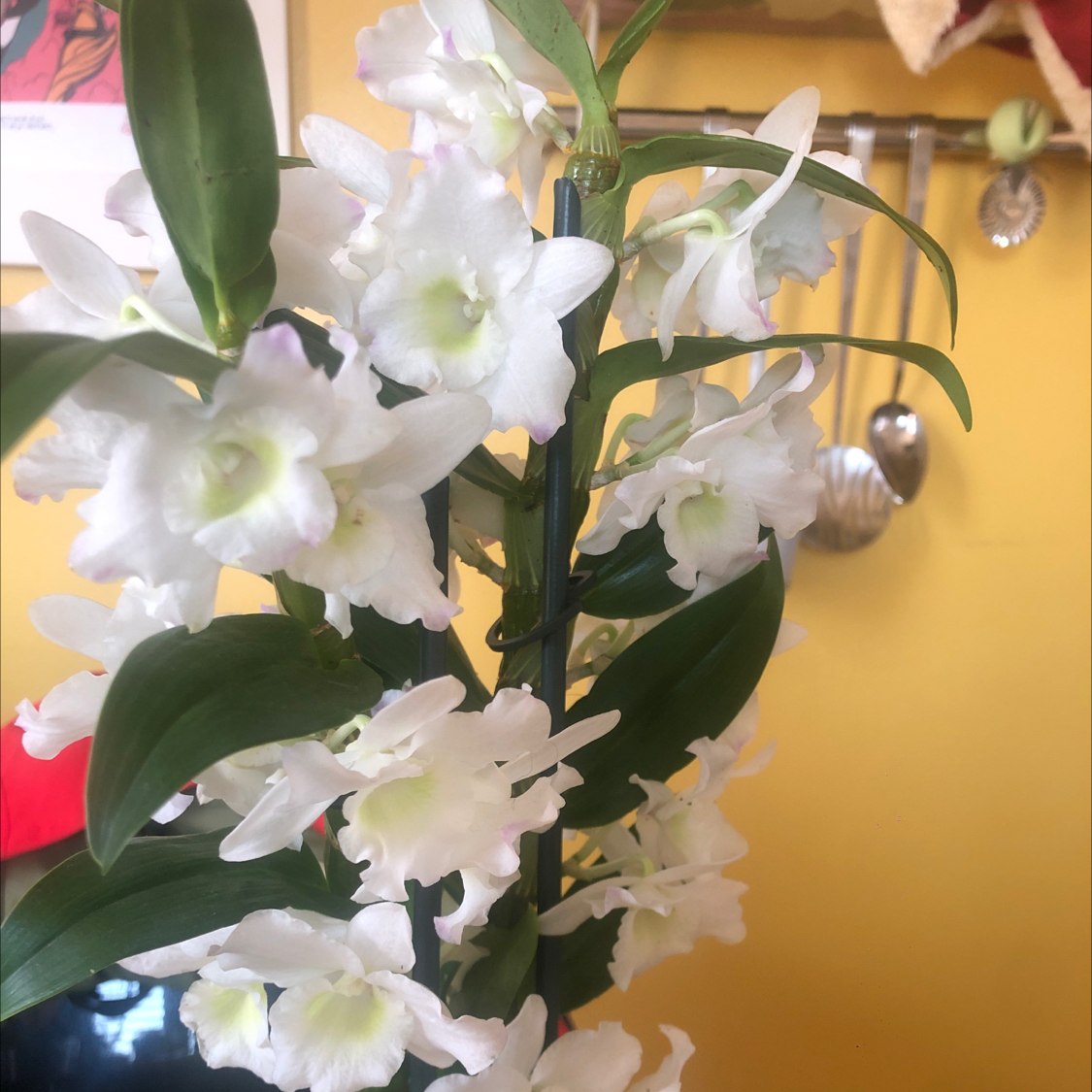What Temperature Should My Bamboo Orchid Be Kept At?