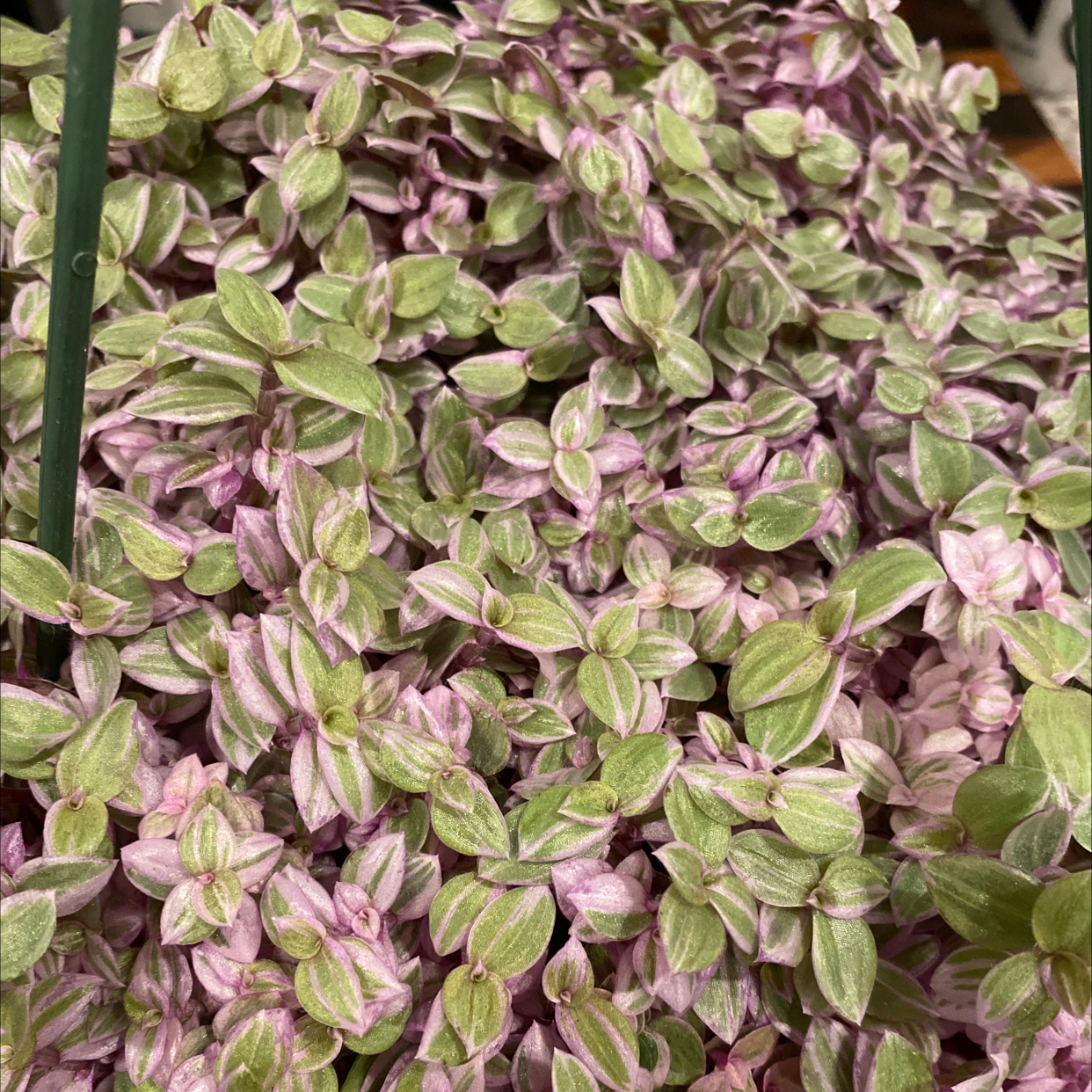 Why Does My Callisia Pink Panther Have Yellow Leaves?