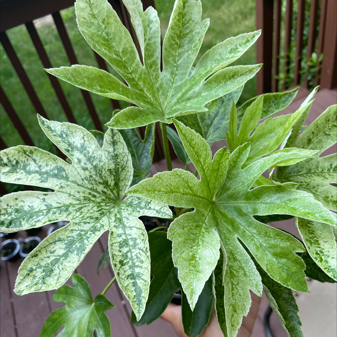 How Should Fatsia Plant Be Cut Back?