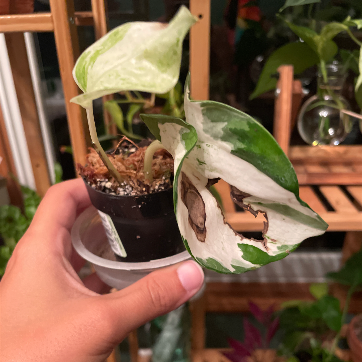 Diagnosing Snow Queen Pothos Root Rot